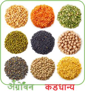 कडधान्य पिके kaddhanya कडधान्य पीक kaddhanya lagwad